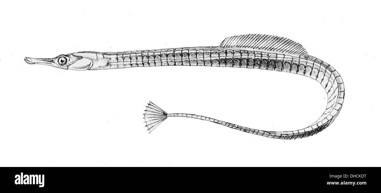 Syngnathus species Black and White Stock Photos & Images - Alamy