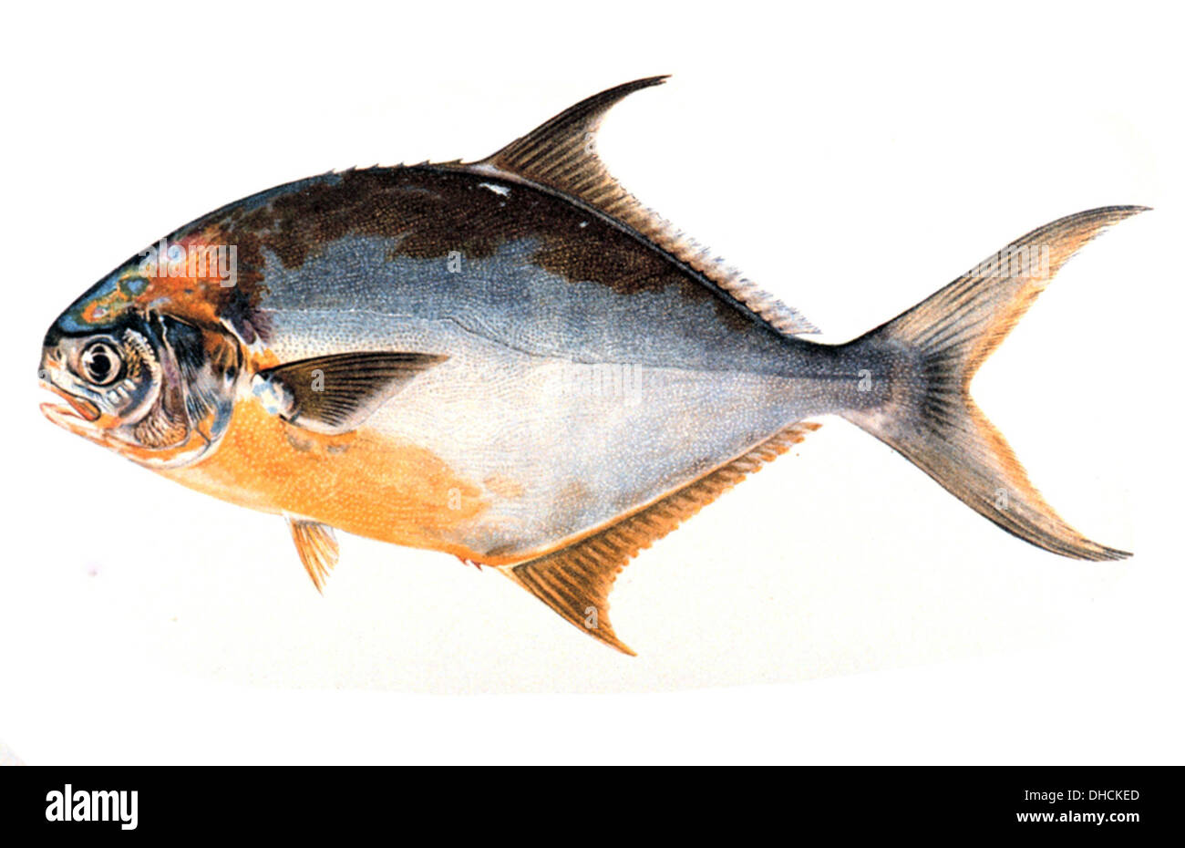 Trachinotus carolinus Cut Out Stock Images & Pictures - Alamy