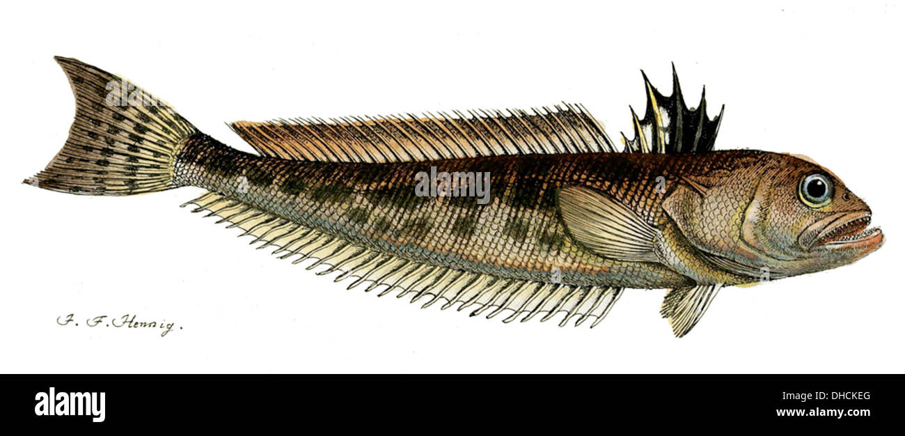 Trachinus draco, also known as the greater weever fish, is a venomous ...