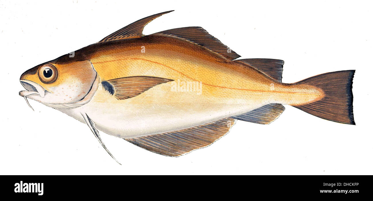 Trisopterus hi-res stock photography and images - Alamy