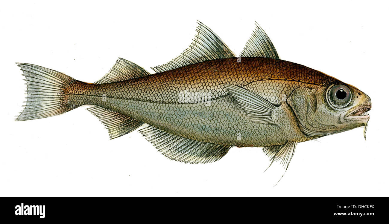 Trisopterus Luscus High Resolution Stock Photography and Images - Alamy