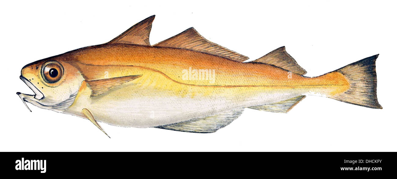 Common species of fish Cut Out Stock Images & Pictures - Alamy