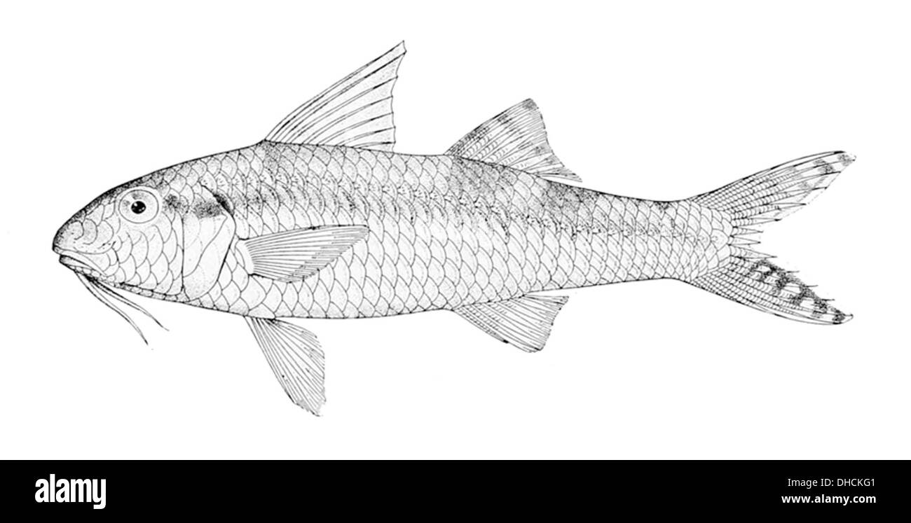 Upeneus hi-res stock photography and images - Alamy