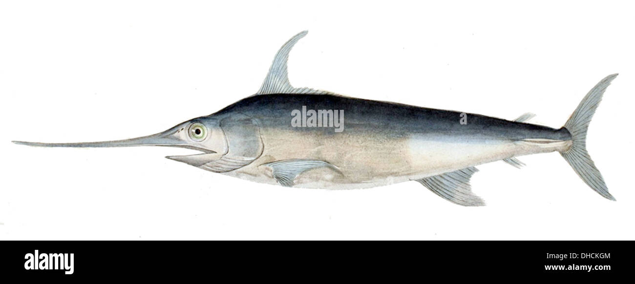Xiphias gladius, known as the swordfish, is a large predatory fish ...