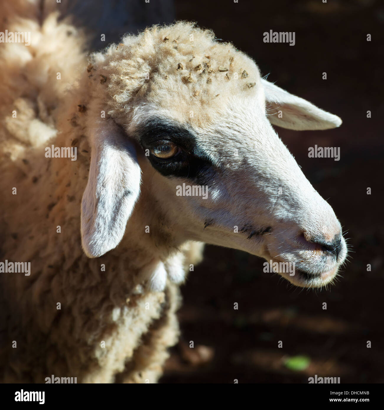 Close up of a sheeps head hi-res stock photography and images - Alamy
