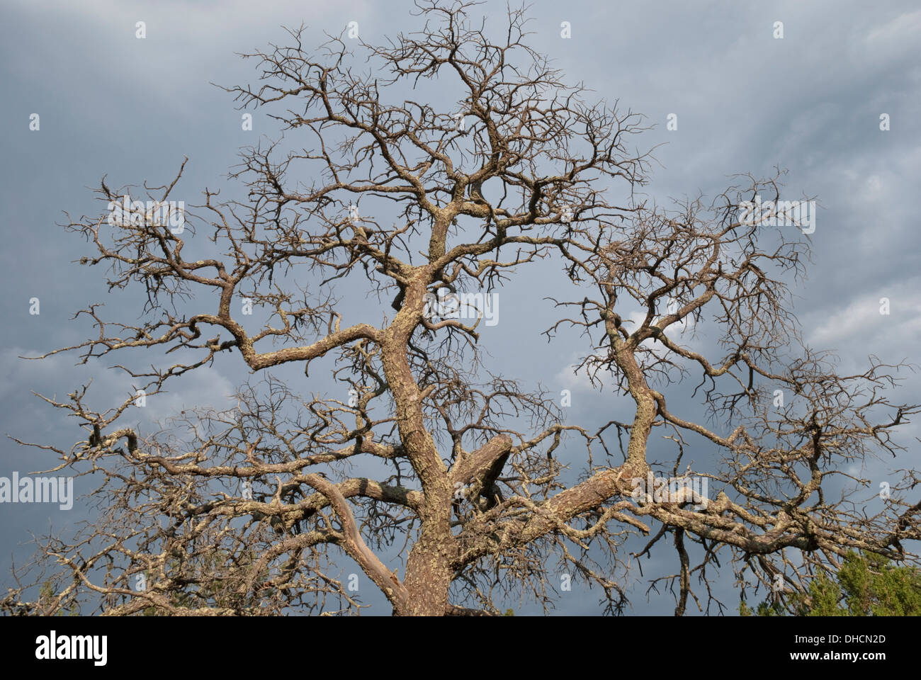 Scraggly old tree hi-res stock photography and images - Alamy