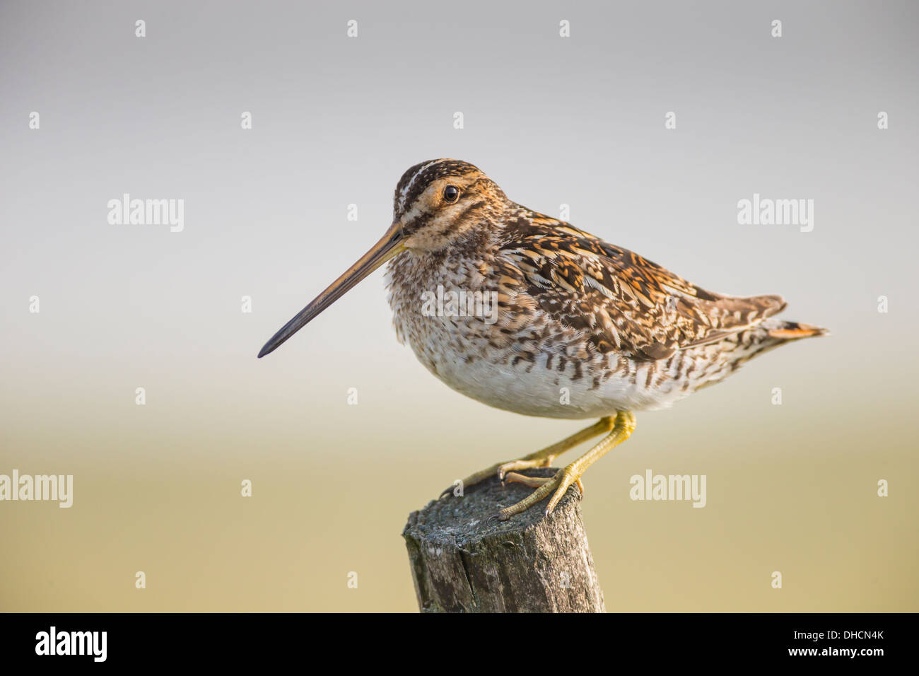 Common snipe uk autumn hi-res stock photography and images - Alamy