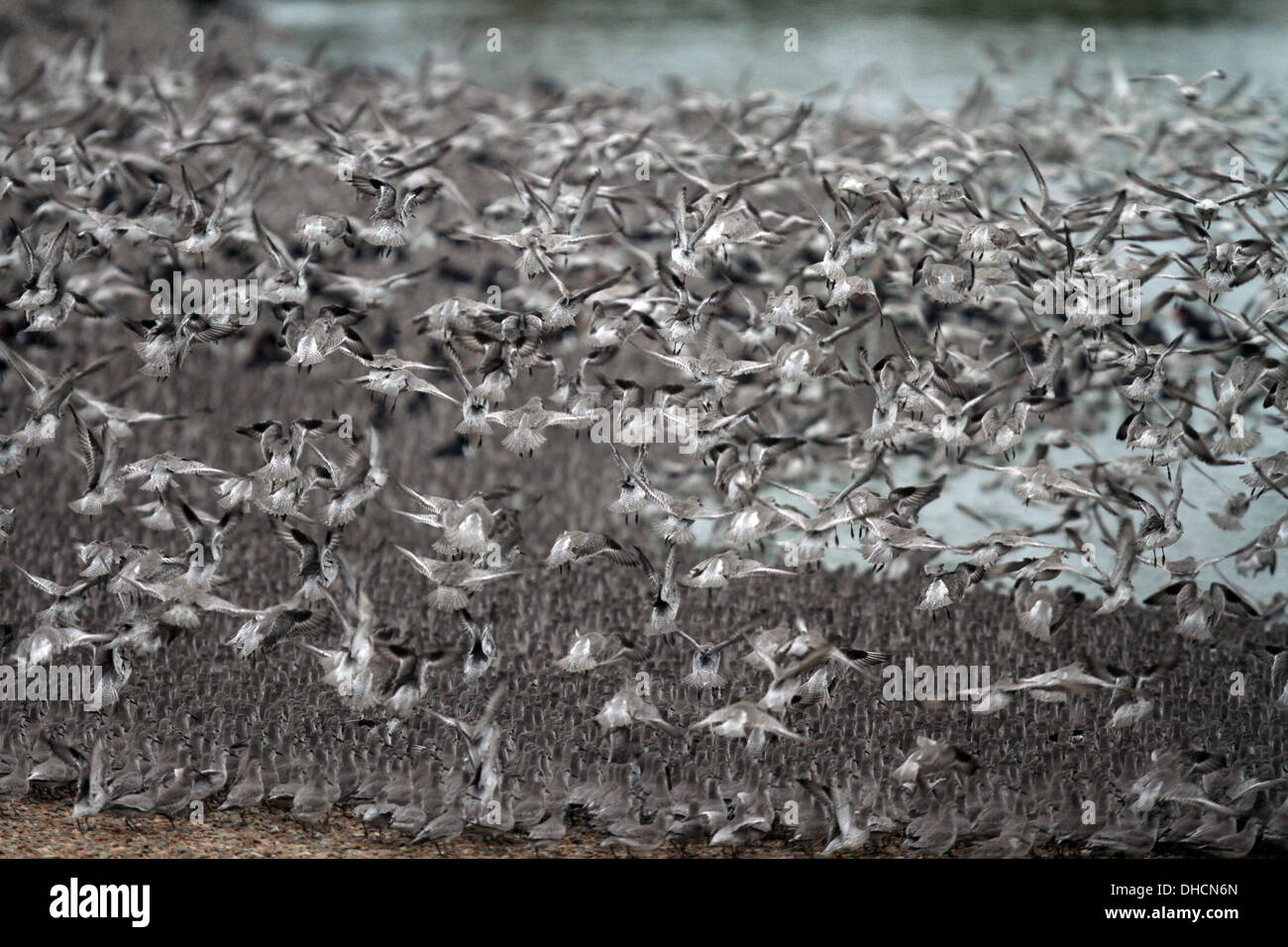 Thousands of knots and oystercatchers huddle together on a beach at ...