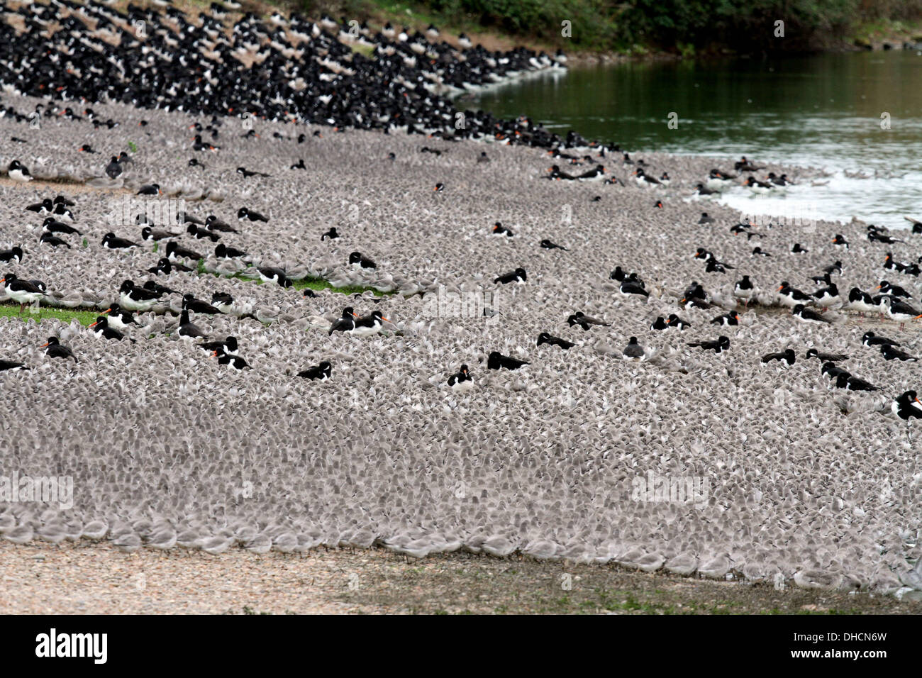 Thousands of knots and oystercatchers huddle together on a beach at ...