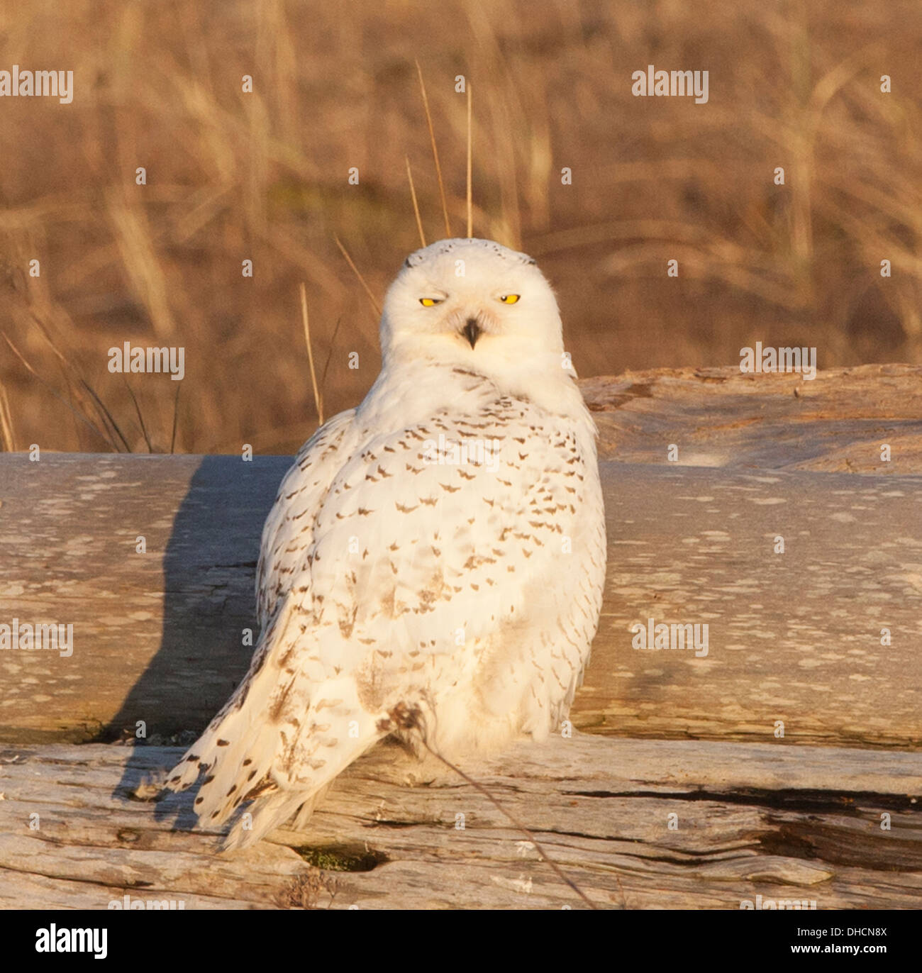 One snowy owl front view hi-res stock photography and images - Alamy