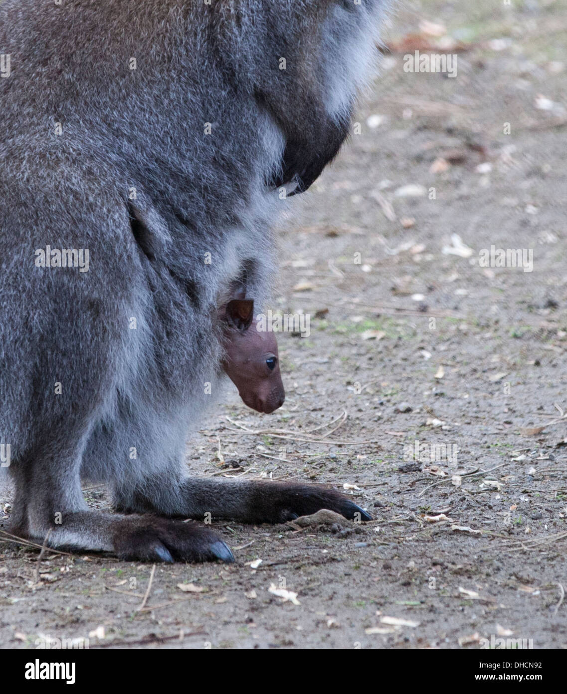 Kangaroo Joey in Pouch Stock Photo - Alamy