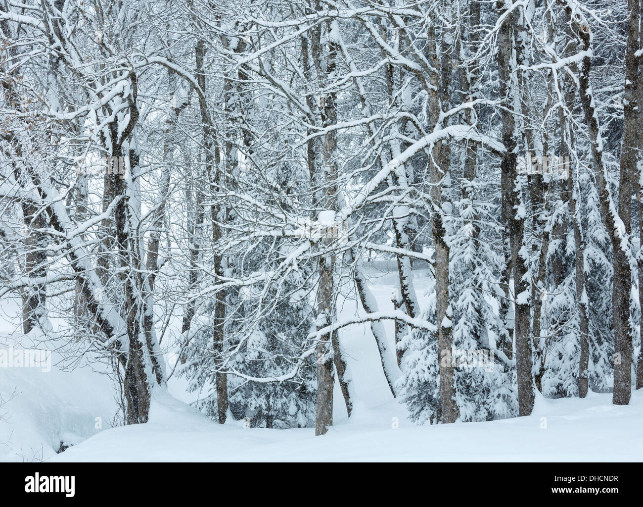 Snowfall in winter mountain misty snowy forest (dull day Stock Photo ...