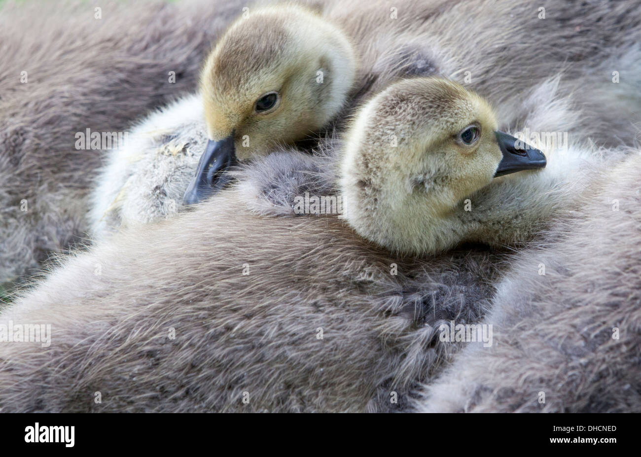 Downy baby geese hi-res stock photography and images - Alamy
