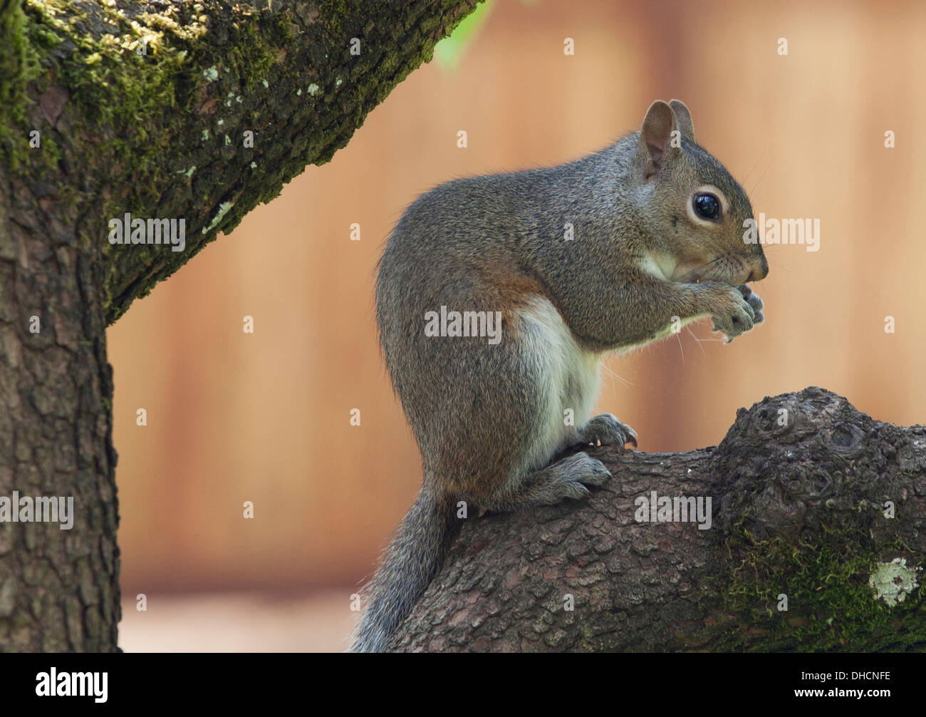 Squirrel Eating a Peanut Stock Photo - Alamy