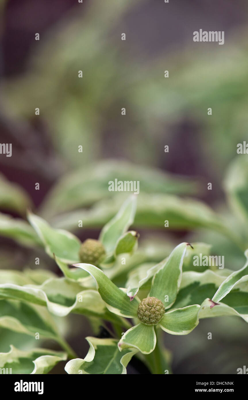 Chinese wolf hi-res stock photography and images - Alamy