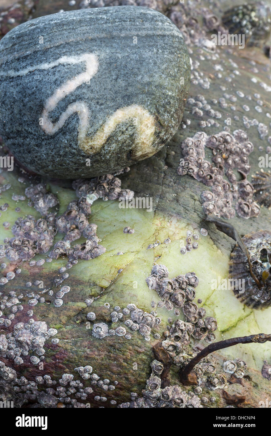 Stone & Shells on Bernera beach in Glenelg on the West Coast of ...