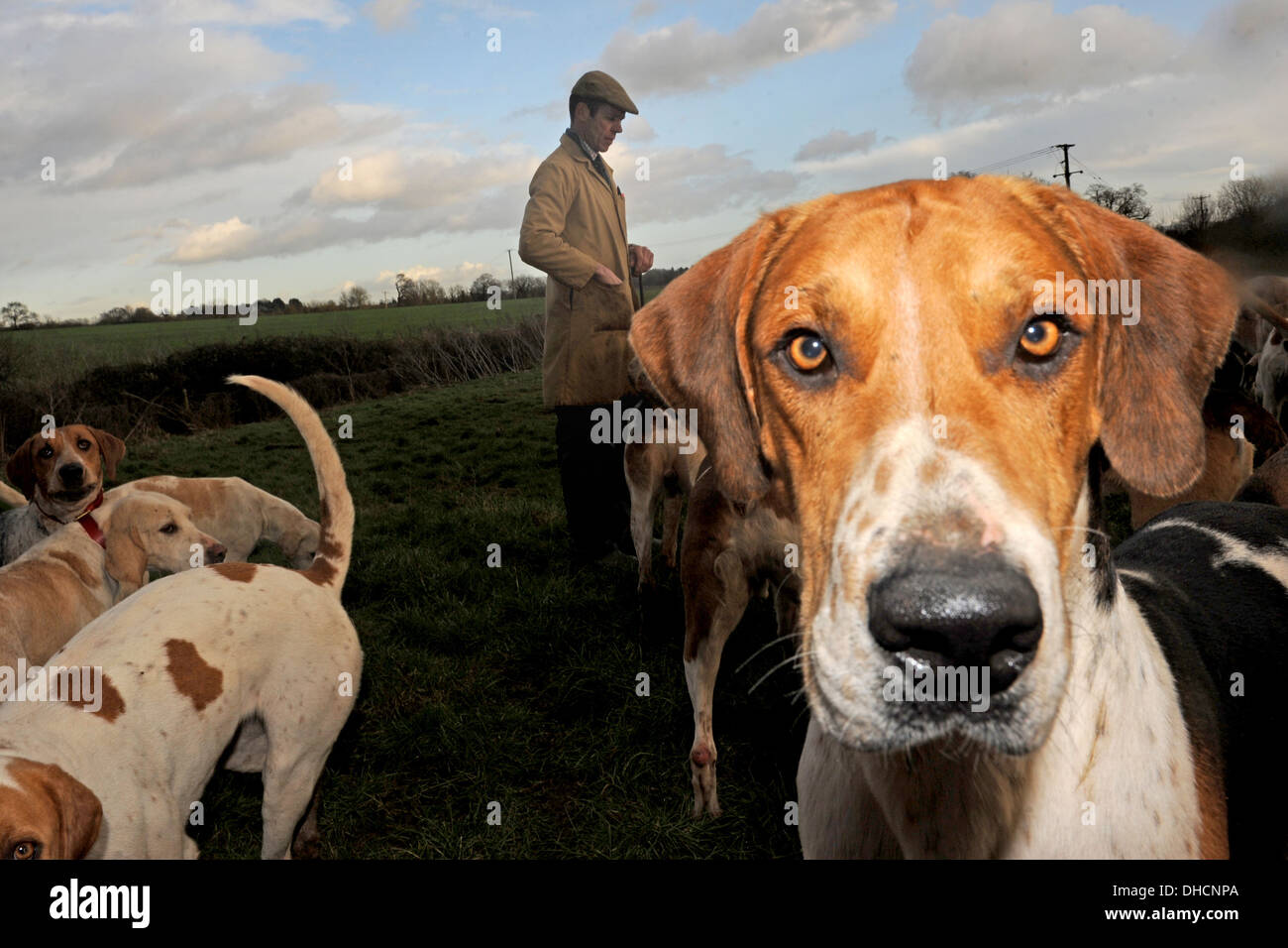 British fox hunting hounds hunt hi-res stock photography and images - Alamy