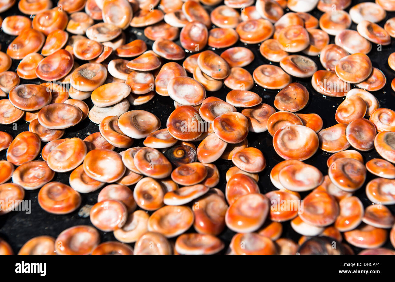 Edible cockle shell hi-res stock photography and images - Alamy