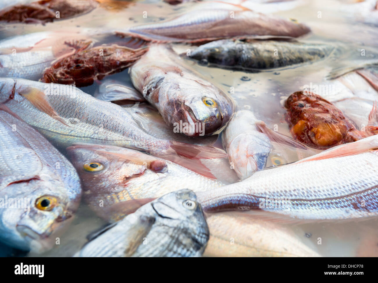 Rockfish seafood hi-res stock photography and images - Alamy