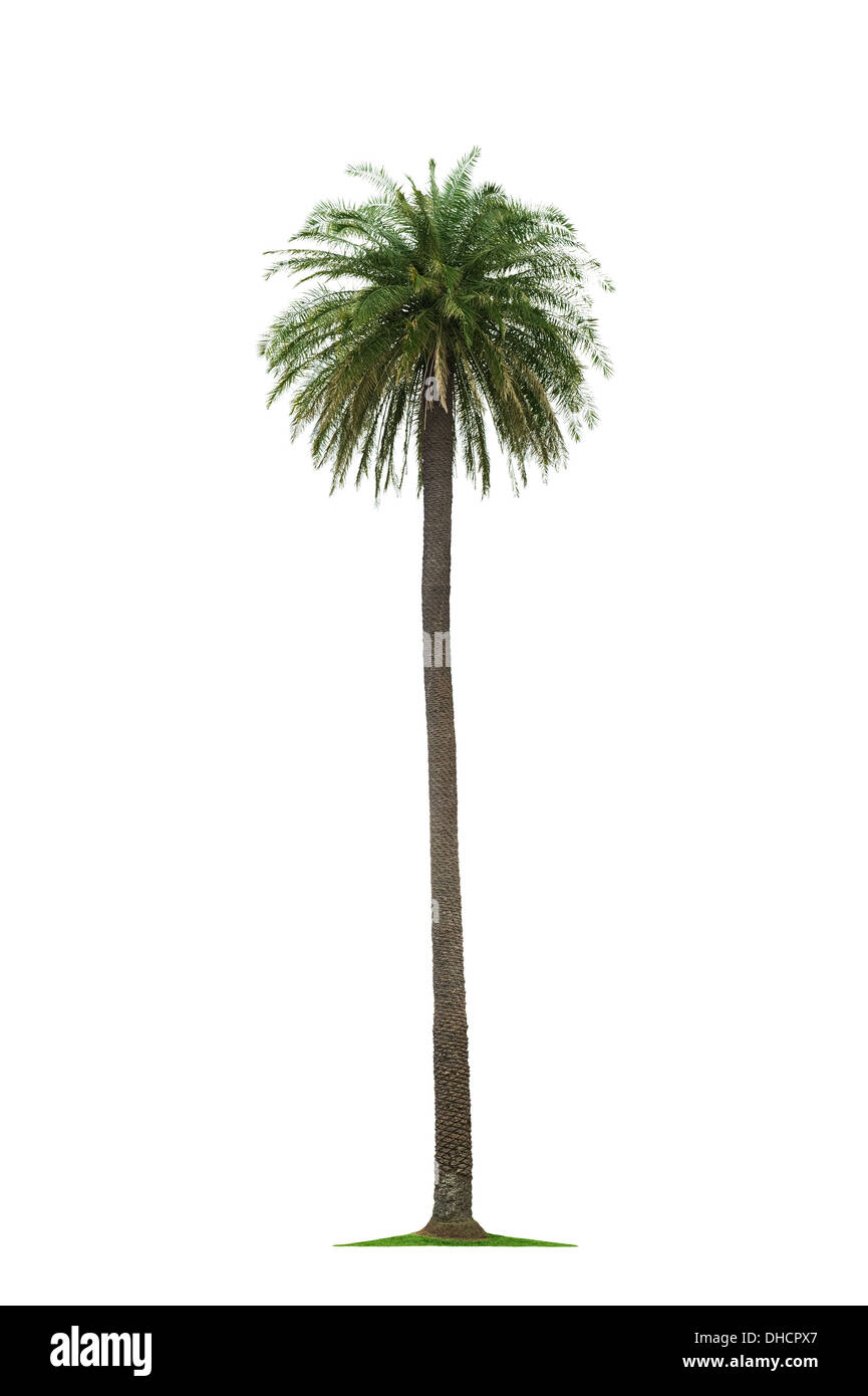 Palm on white background Stock Photo - Alamy