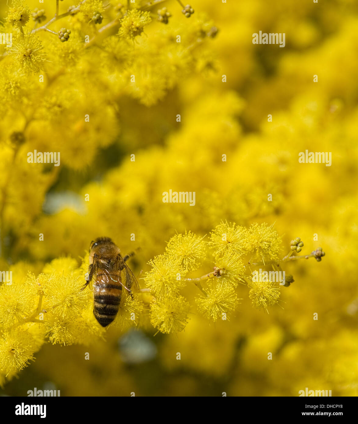 Australian acacia wattle bush hi-res stock photography and images - Alamy
