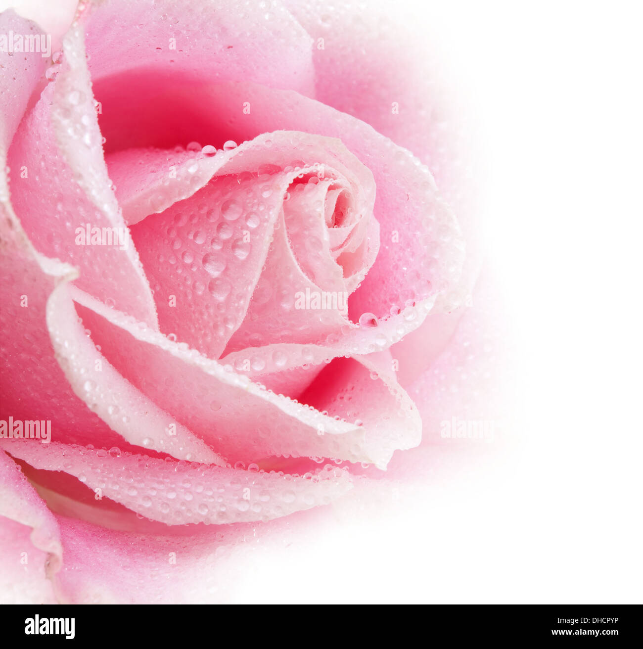 Beautiful Rose Flower Stock Photo - Alamy