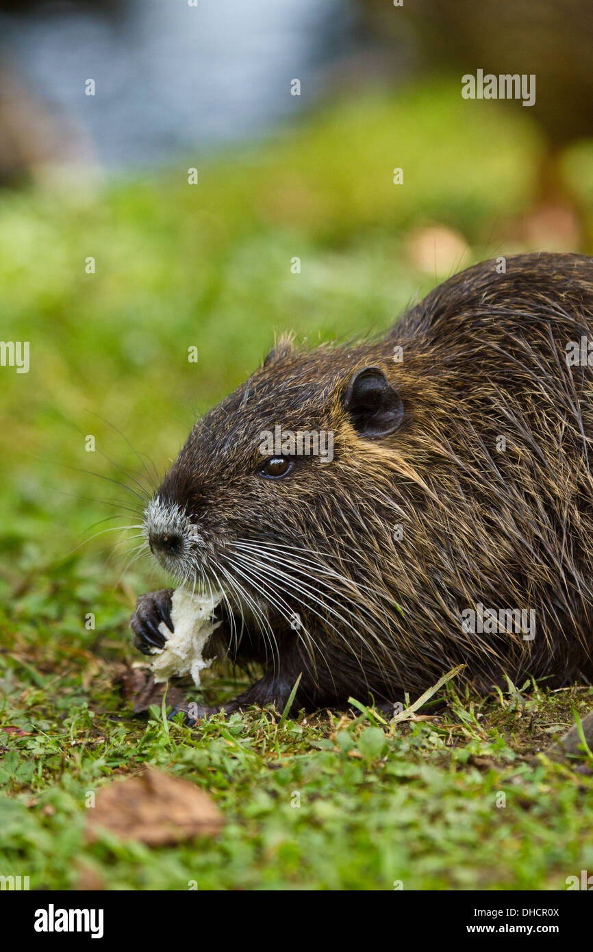 Myocastorinae hi-res stock photography and images - Alamy