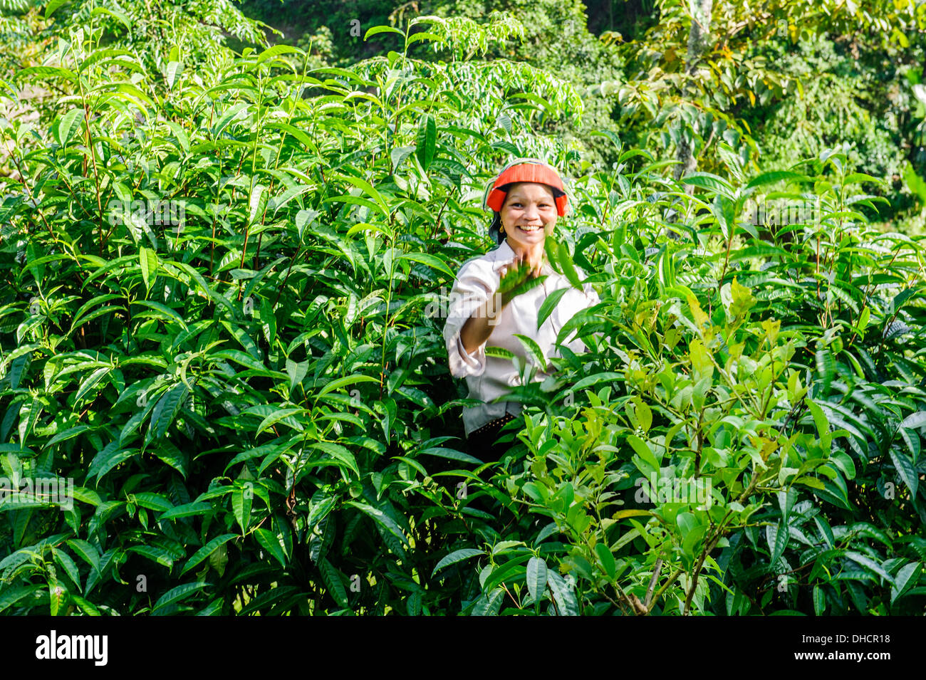 Vietnam tea picking hi-res stock photography and images - Alamy