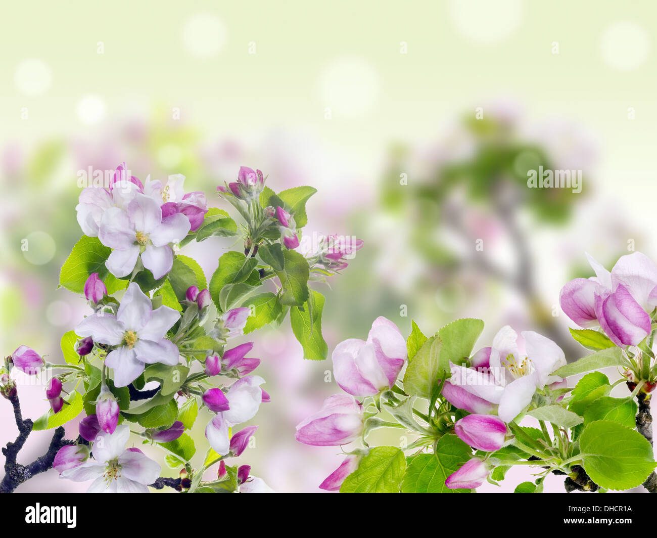 Pink spring concept Stock Photo - Alamy