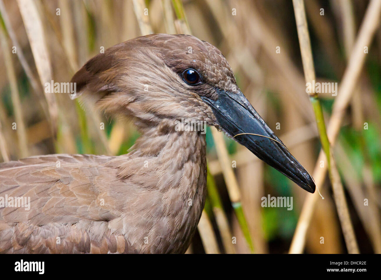 Flying hamerkop hi-res stock photography and images - Alamy