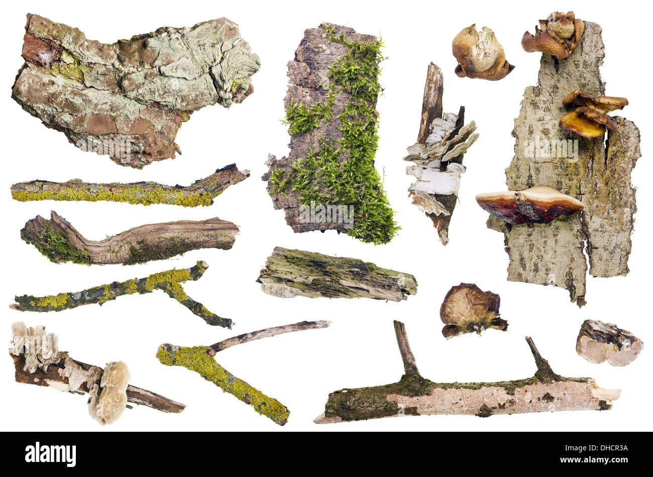 Set of isolated forest elements Stock Photo - Alamy