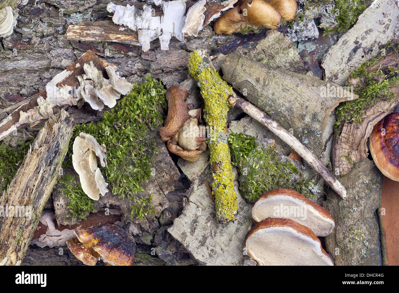 Wild forest floor background Stock Photo - Alamy