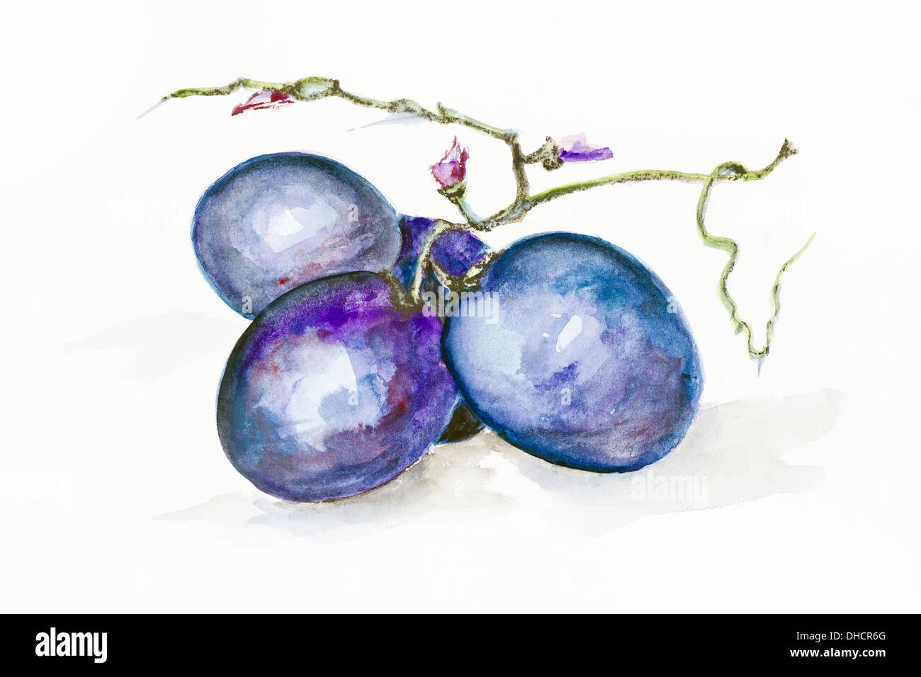 Watercolor muscat hi-res stock photography and images - Alamy