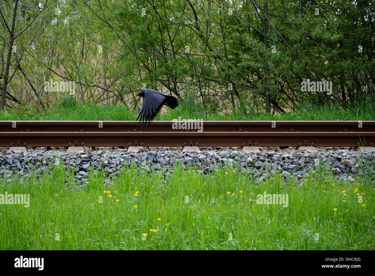 Cow and a rail track Stock Photo - Alamy