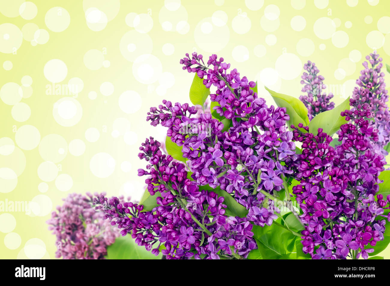 Purple floral branches Stock Photo - Alamy