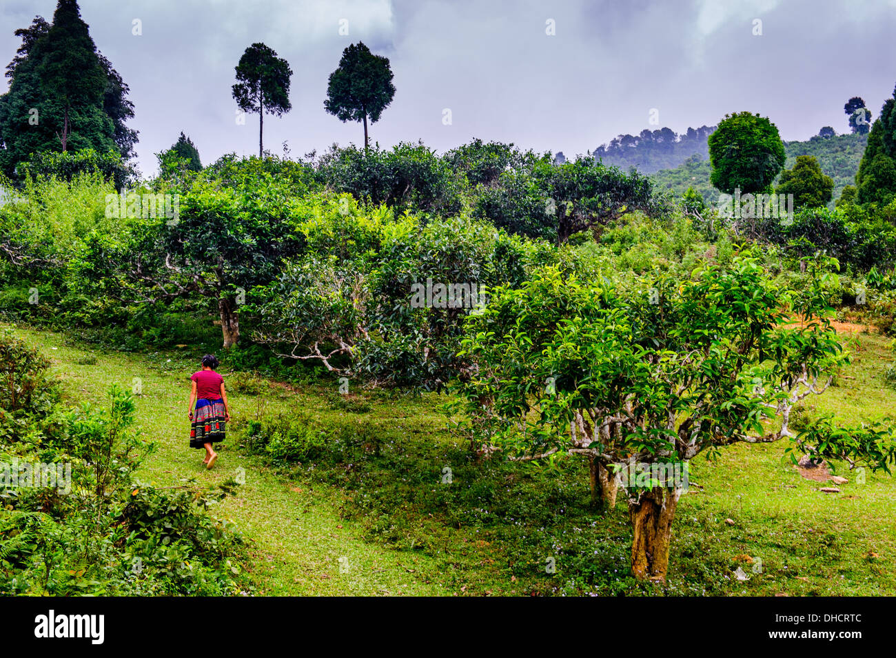 Wild Tea Trees Stock Photo - Alamy