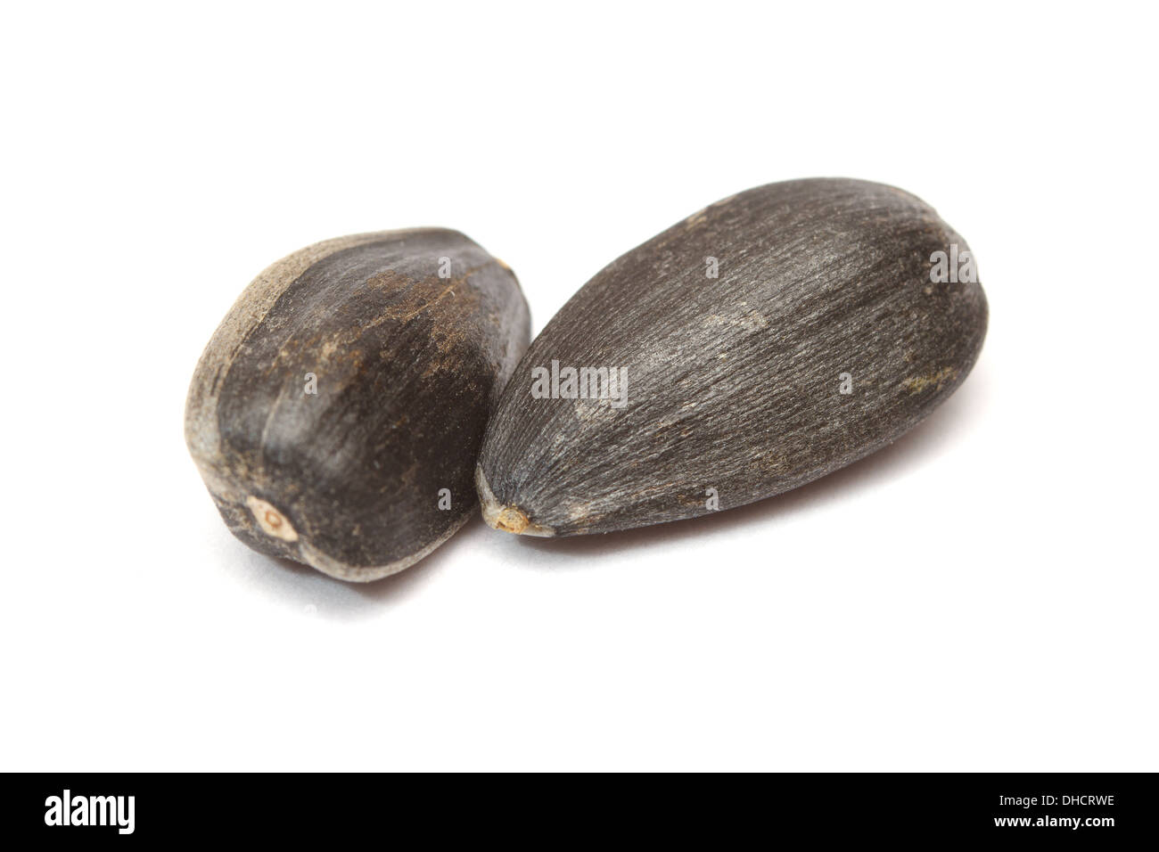 Agricultural sunflower Cut Out Stock Images & Pictures - Alamy