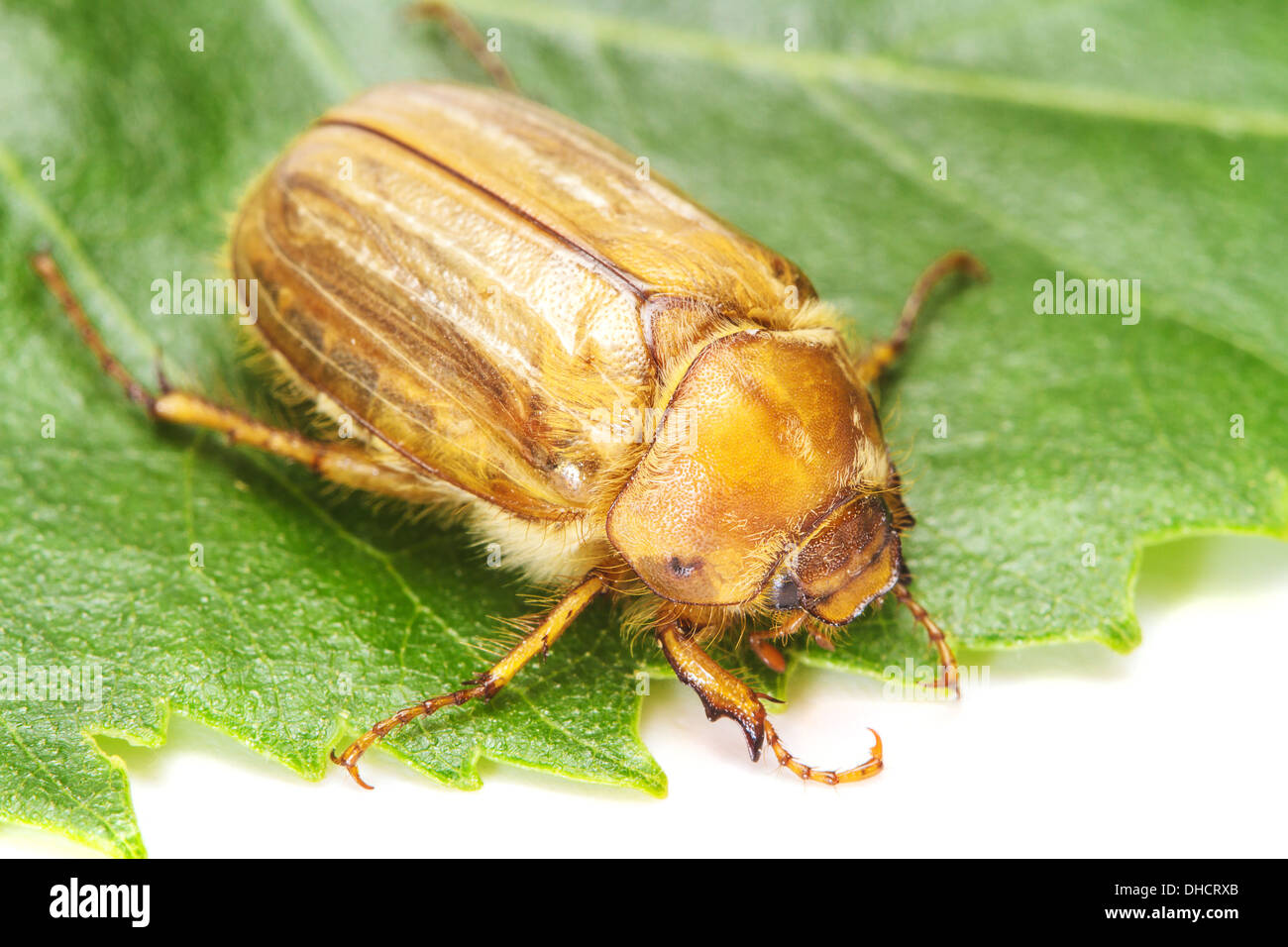 Brown june beetle Stock Photo - Alamy