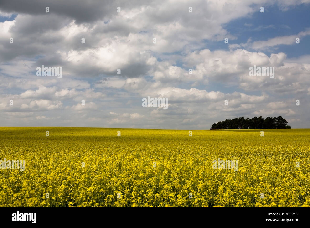 Germany, Brandenburg, yellow rape field Stock Photo - Alamy