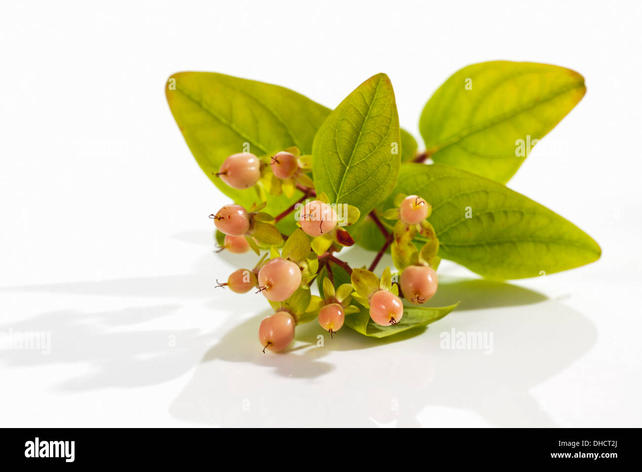 Hypericum perforatum fruit hi-res stock photography and images - Alamy