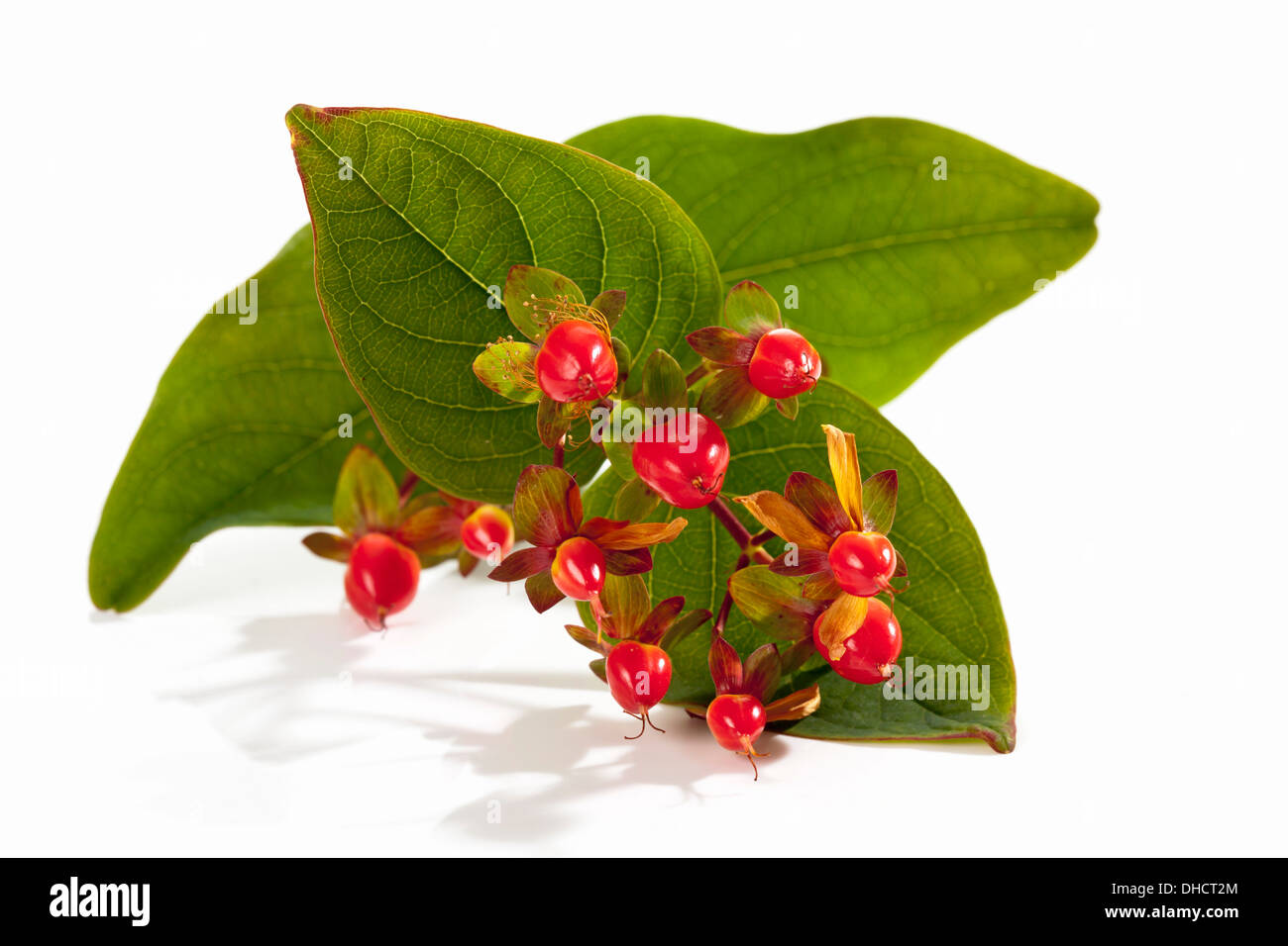 Hypericum Perforatum Fruit