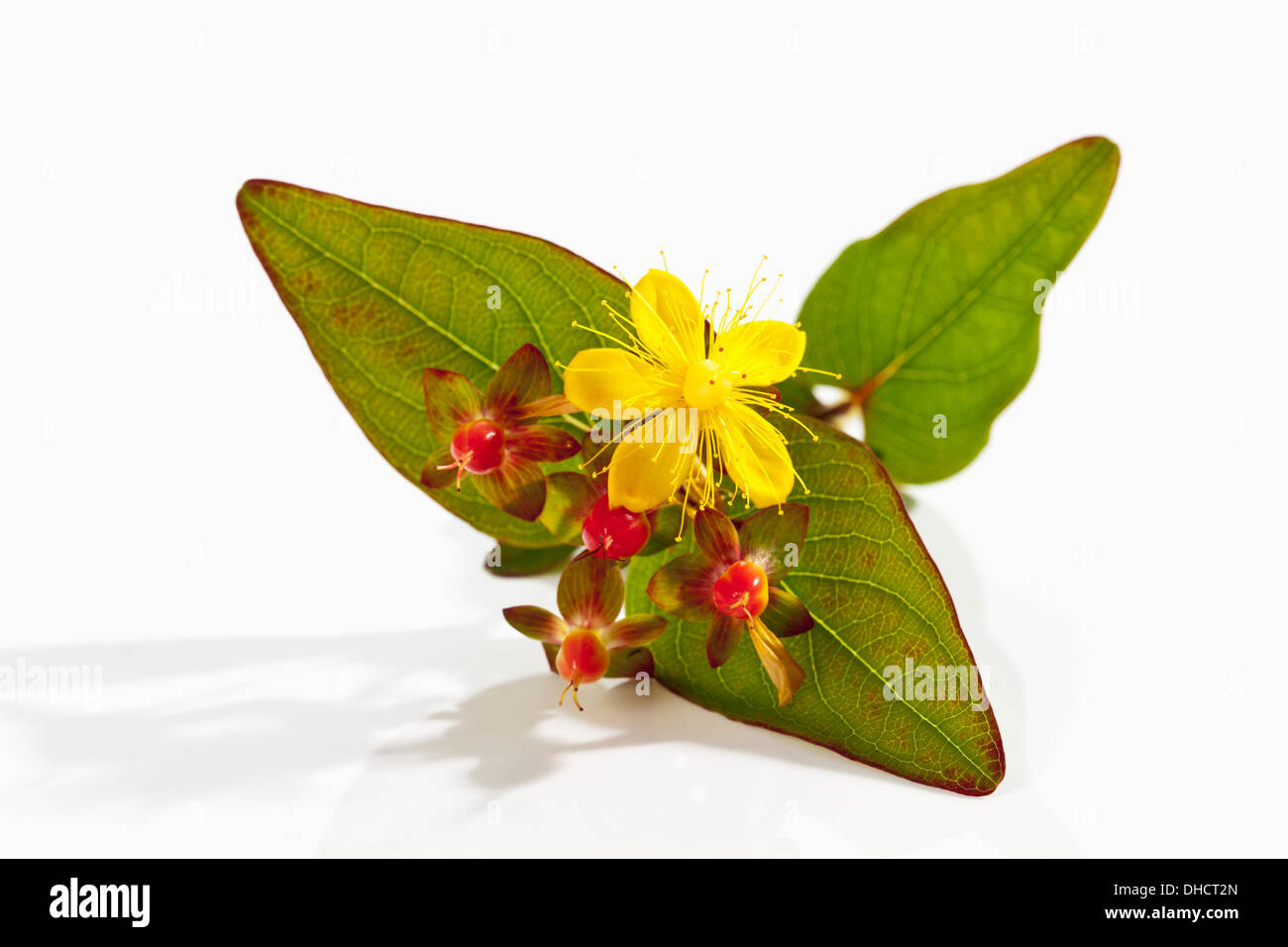 Hypericum Perforatum Fruit