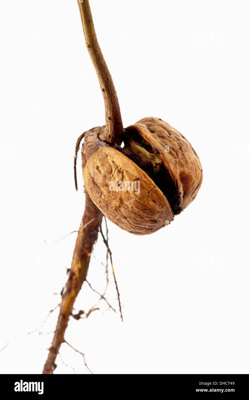 Walnut with root and small trunk Stock Photo - Alamy