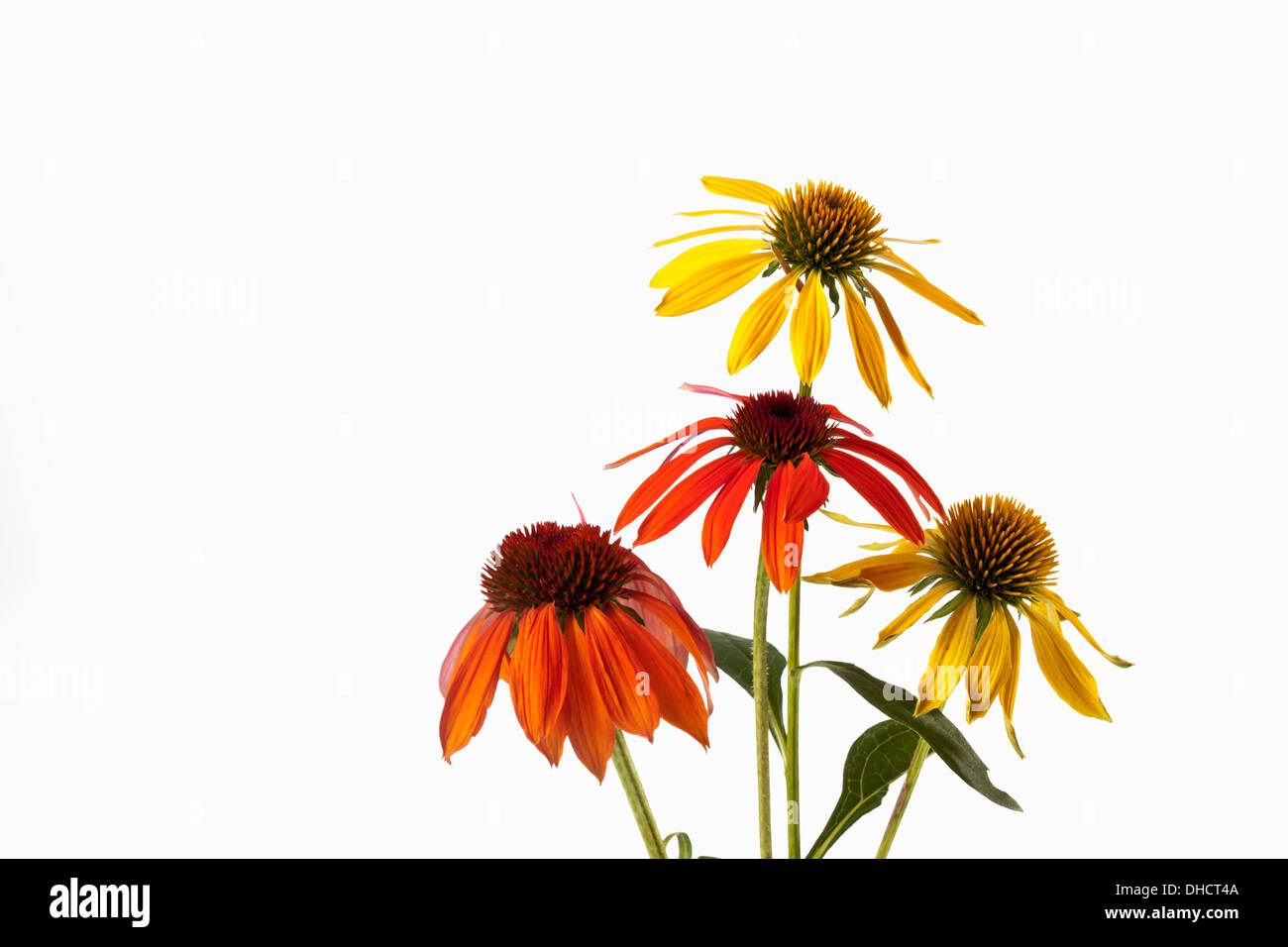Orange, red and yellow coneflower (Echinacea Stock Photo - Alamy