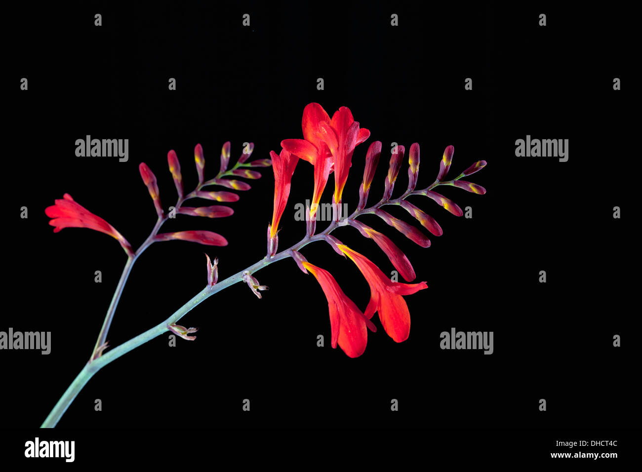 Red freesia hi-res stock photography and images - Alamy
