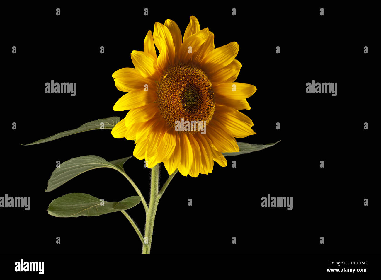 Yellow sunflower black color hi-res stock photography and images - Alamy