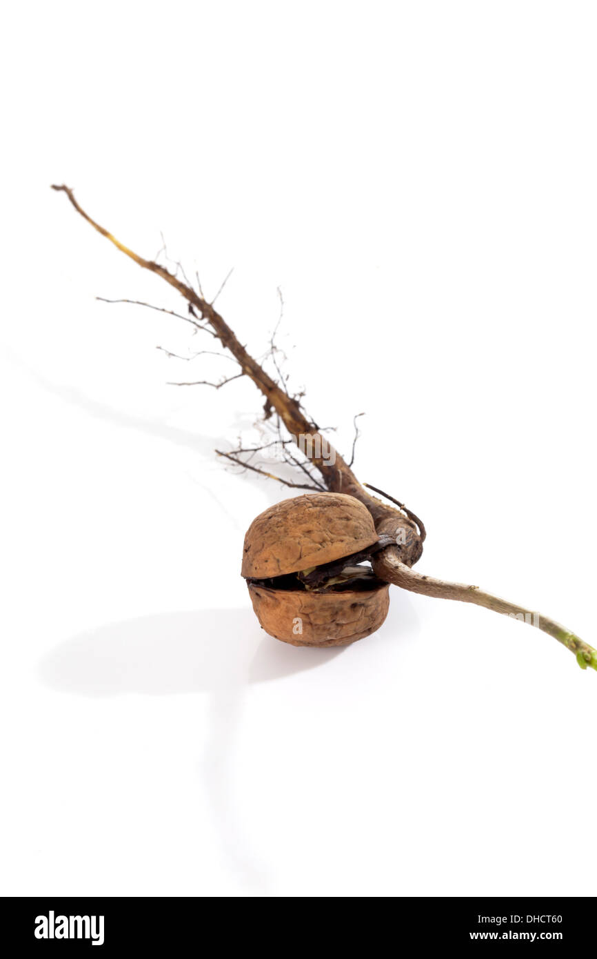 Walnut with root and small trunk Stock Photo - Alamy