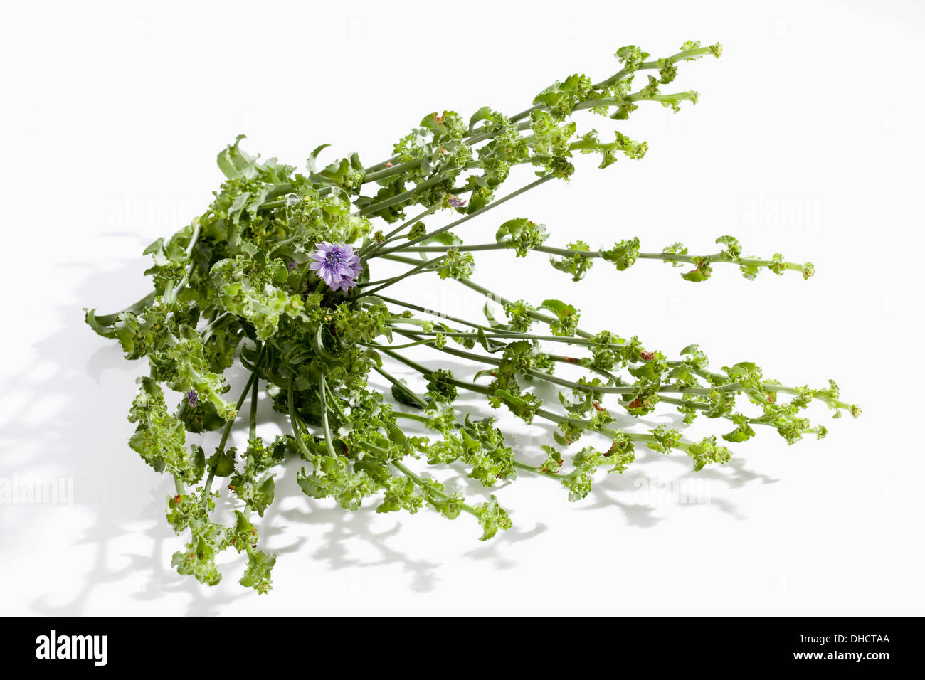 Blooming Endive (Cichorium endivia Stock Photo - Alamy