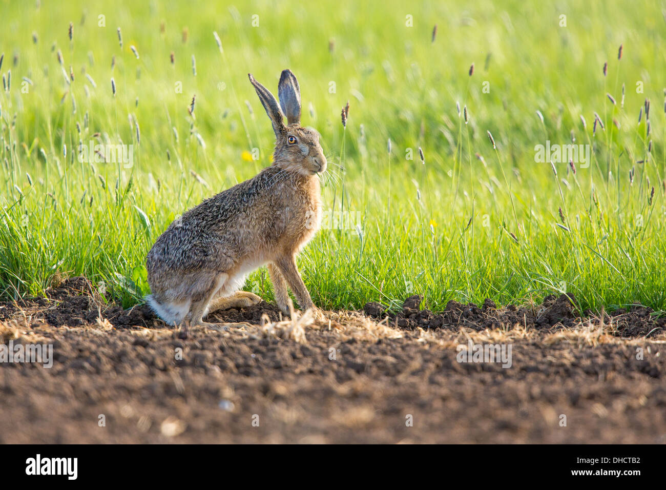 Hare sitting hi-res stock photography and images - Alamy