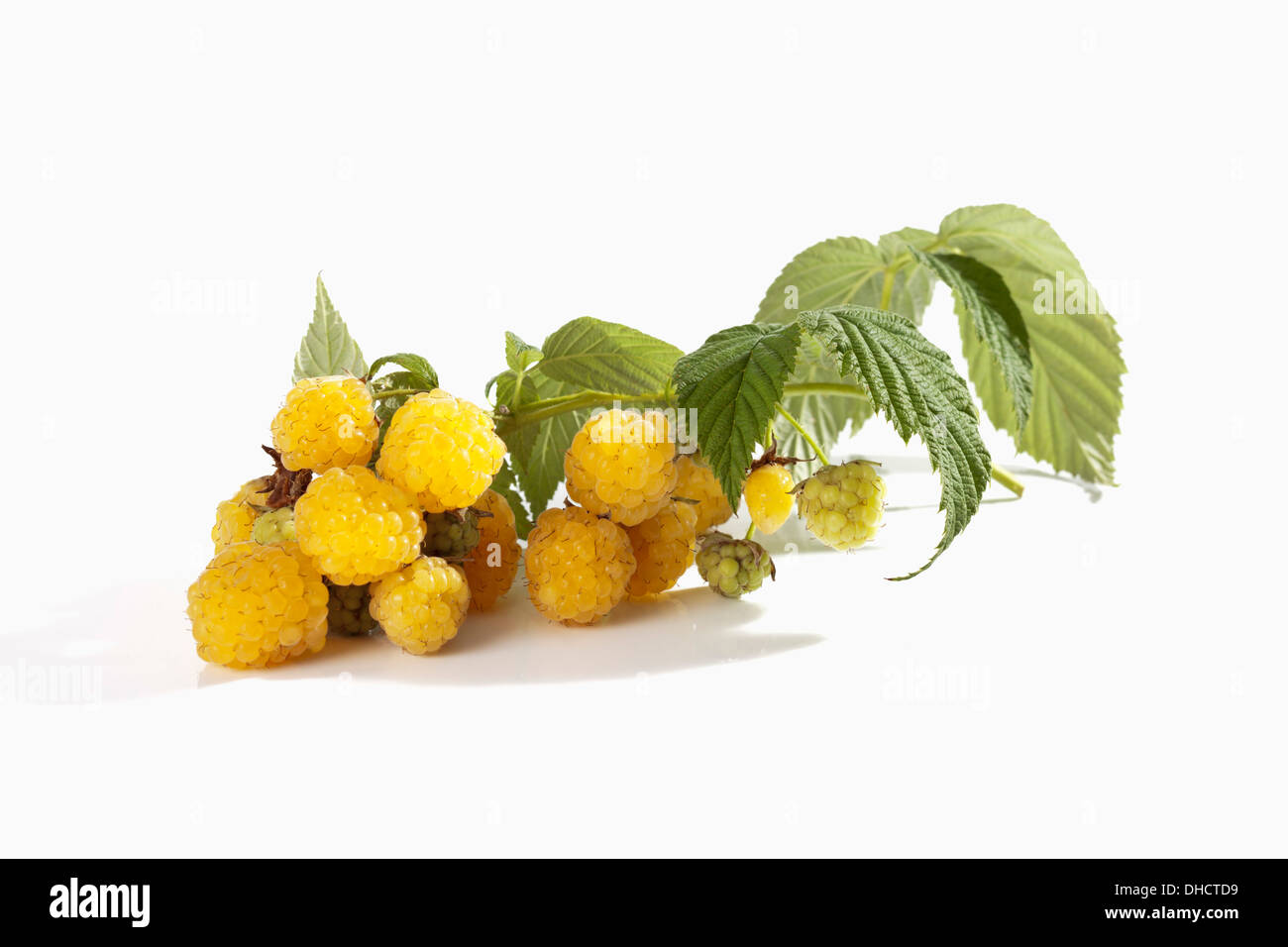 Yellow raspberries (Rubus idaeus), studio shot Stock Photo - Alamy